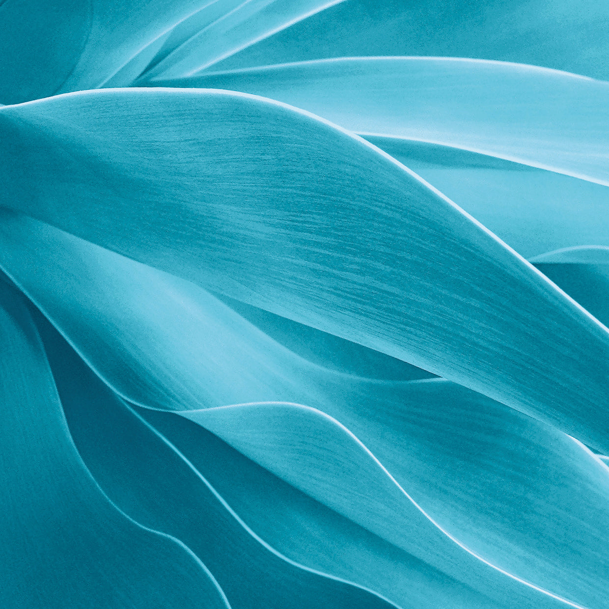 Succulent Wall Art by Jan Bell | Fine Art Canvas