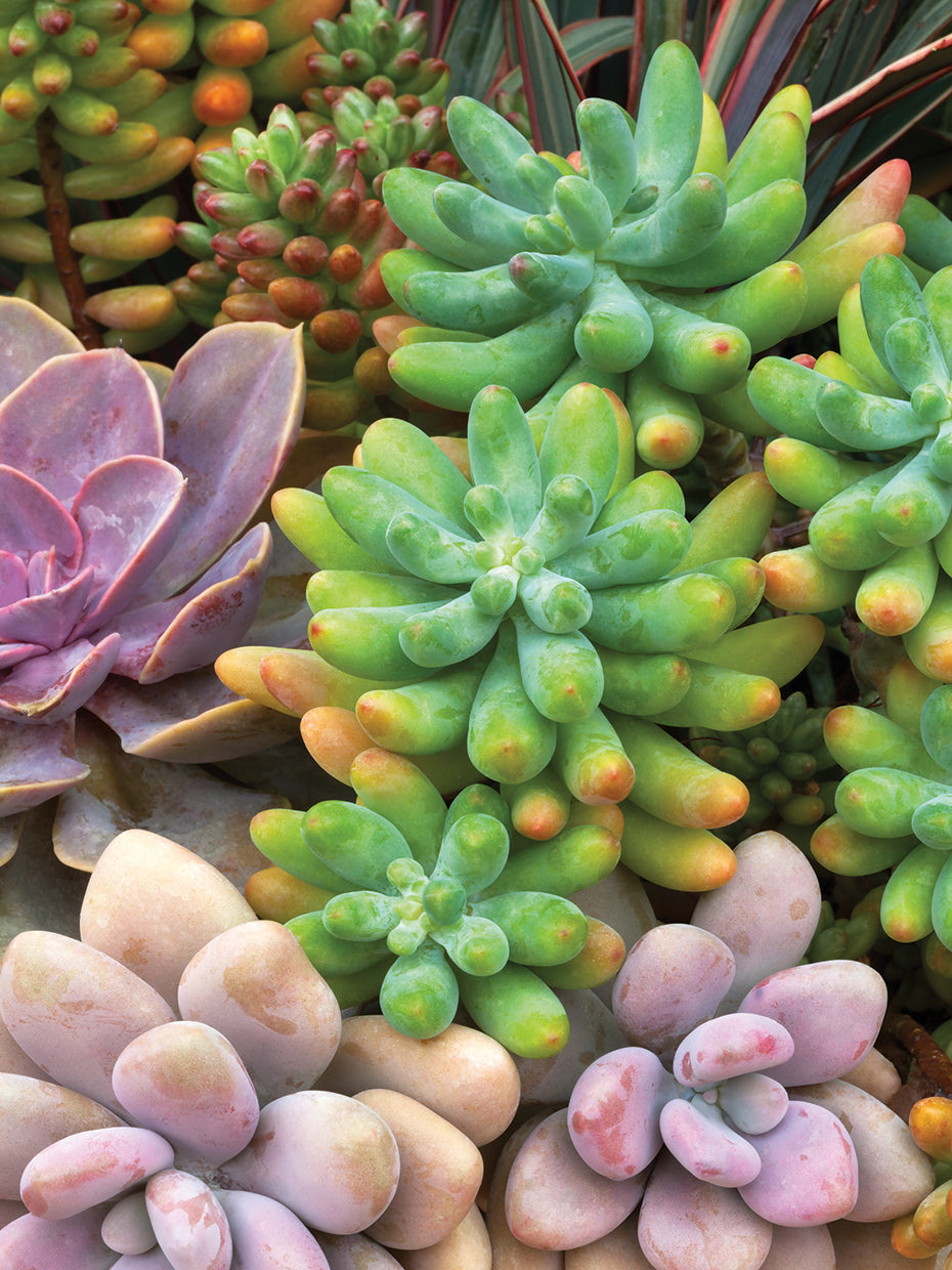 Robin Constable Hanson's Succulents Collection Canvas Art Prints | Fine ...