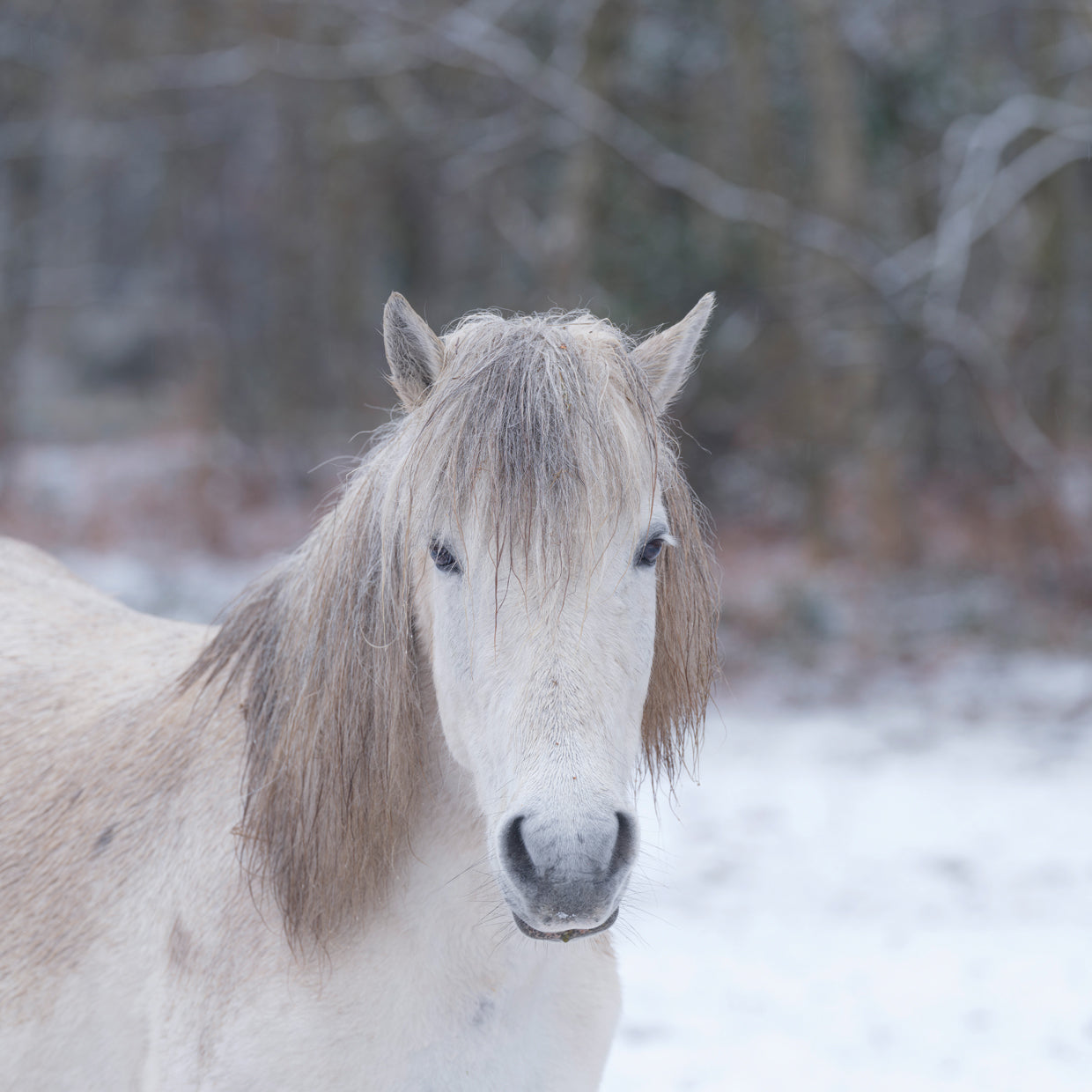 Horses 021 Wall Art by Assaf Frank | Fine Art Canvas