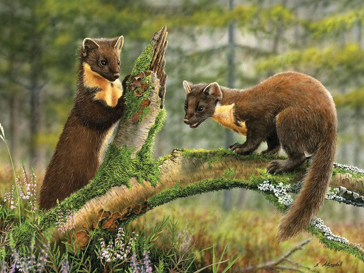 Pine Martens 7853 Wall Art by Nigel Artingstall | Fine Art Canvas