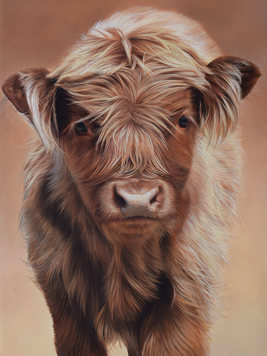 Sam Dolman's Angus Canvas Art Prints | Fine Art Canvas