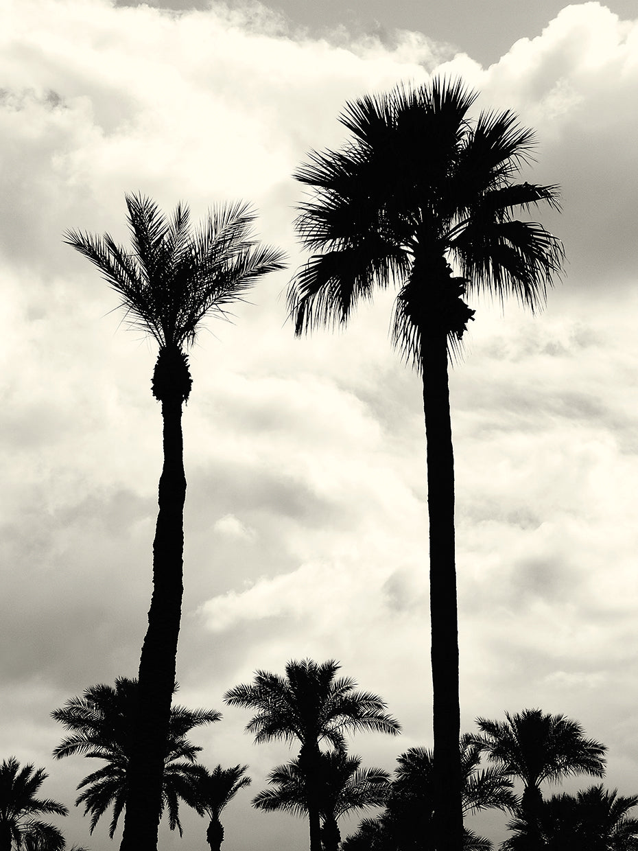 Super Palm Tress Wall Art by TJ Gradisher | Fine Art Canvas