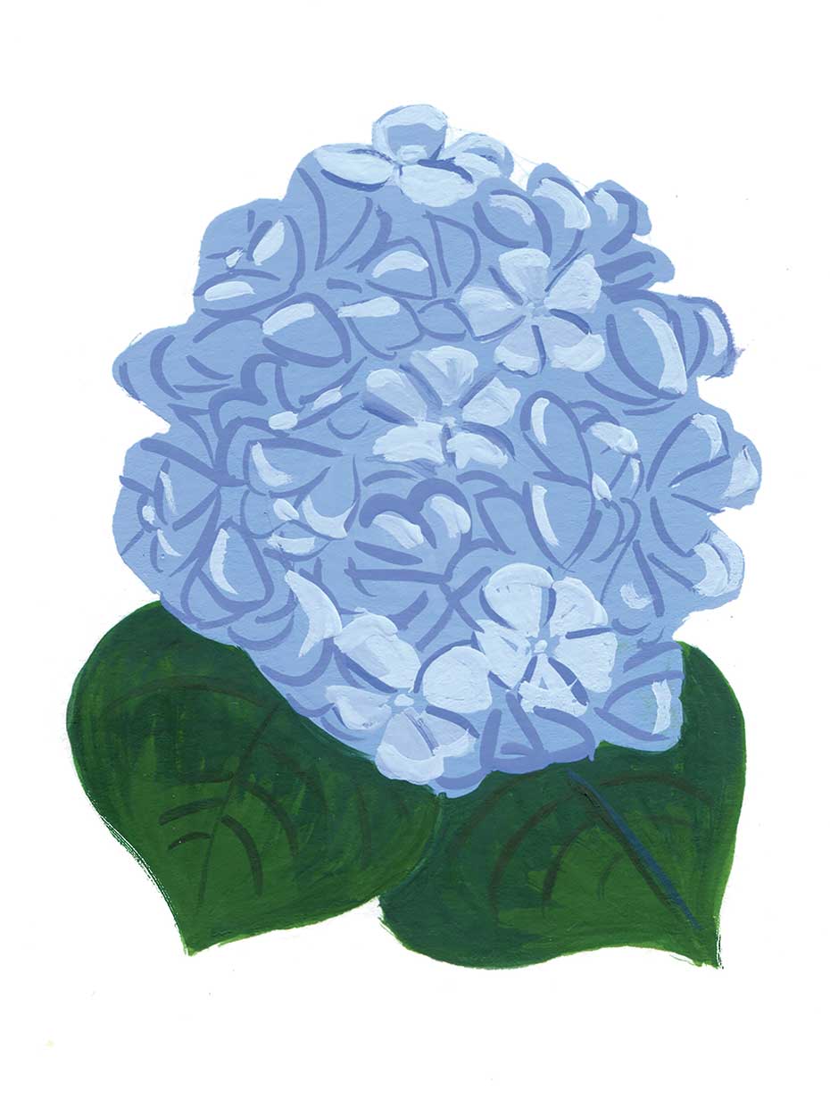 Ann Shen's Hydrangea Canvas Art Prints | Fine Art Canvas