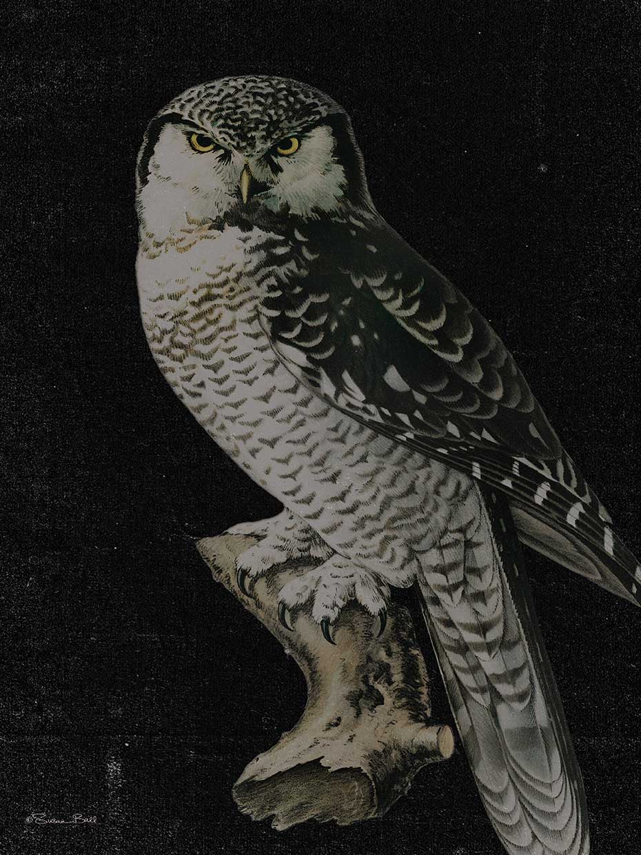 Moody Owl Wall Art by Susan Ball | Fine Art Canvas