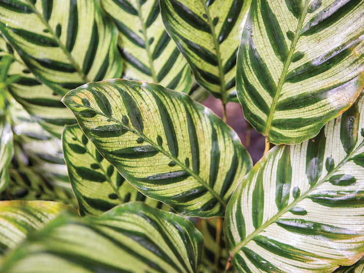 Collections – Fineartcanvas.com