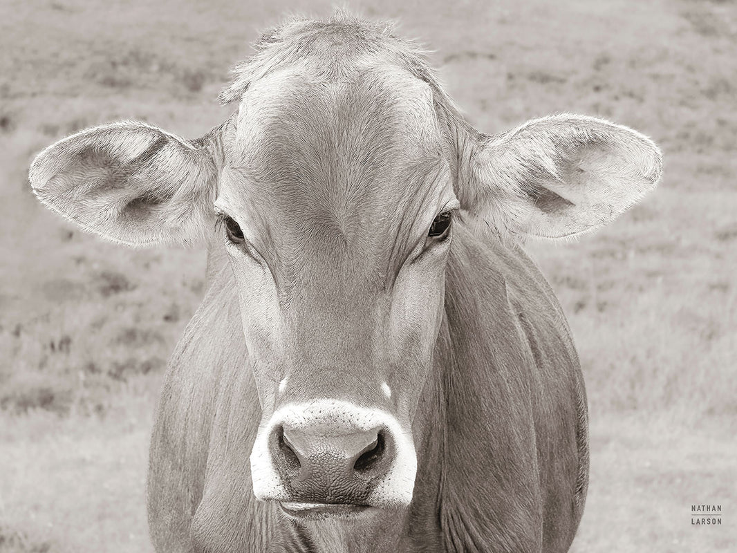 Nathan Larson's Highland Cow Staring Contest Canvas Art Prints | Fine ...