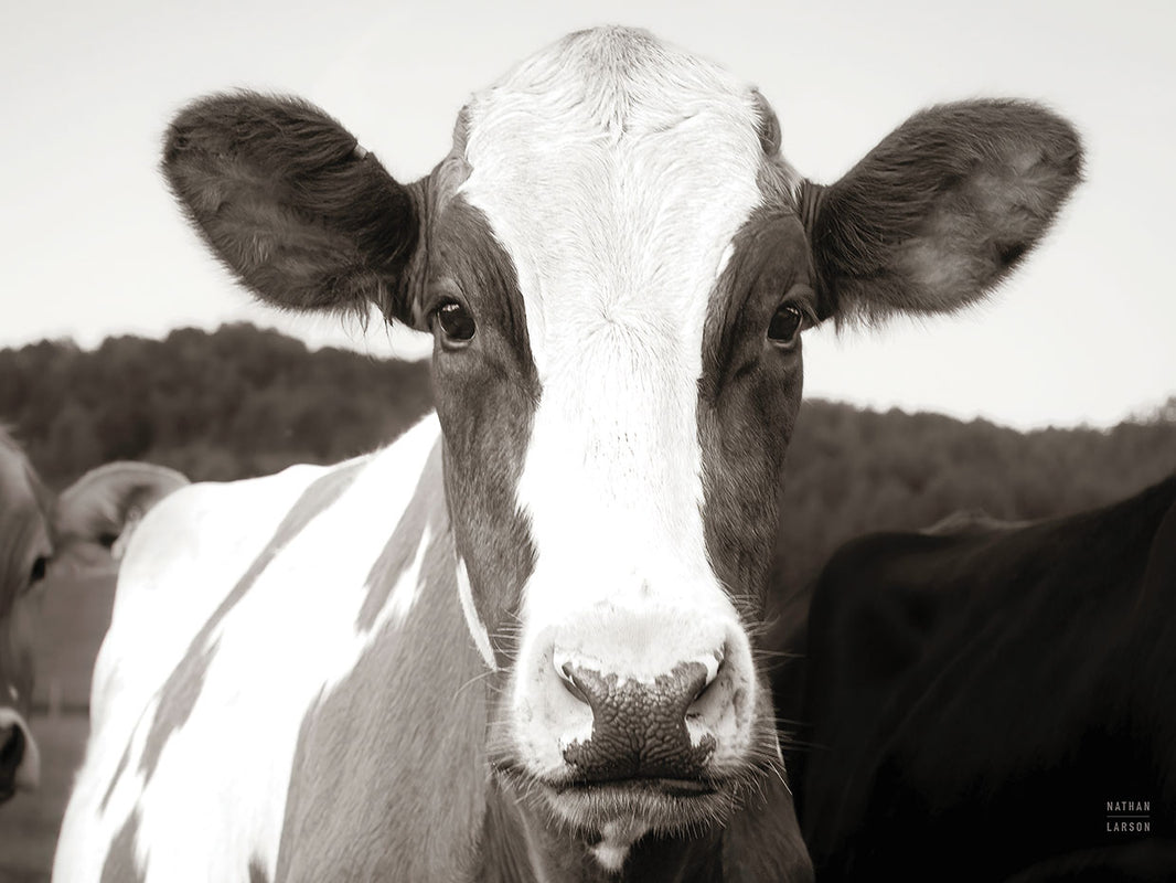 Nathan Larson's Highland Cow Staring Contest Canvas Art Prints | Fine ...