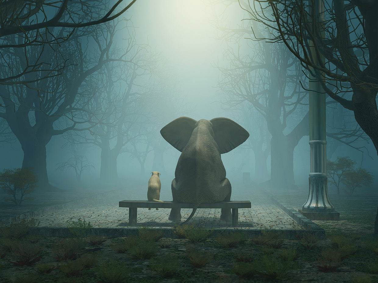 Elephant And Dog Sit at the Park Wall Art by Mike Kiev | Fine Art Canvas