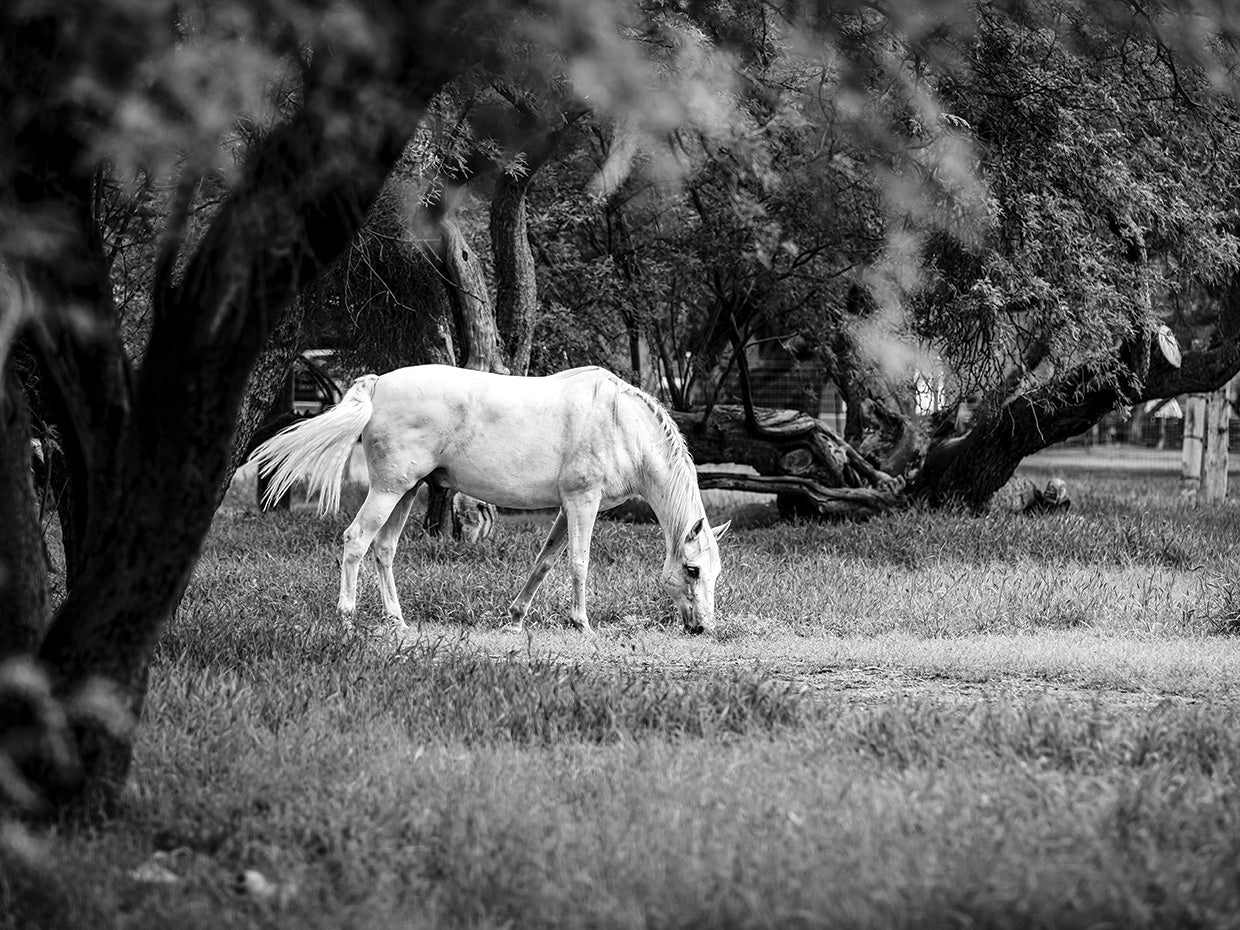 David Smith Photography's White Stallion 2 Canvas Art Prints | Fine Art ...