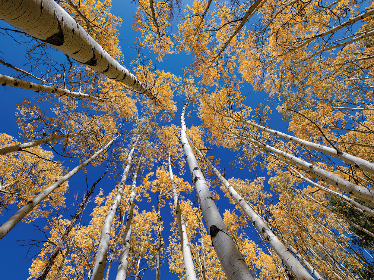 White Aspen Grove Wall Art by Andy Crawford | Fine Art Canvas