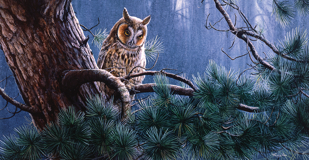 Jeremy Paul's In the pines - long eared owl Canvas Art Prints | Fine ...