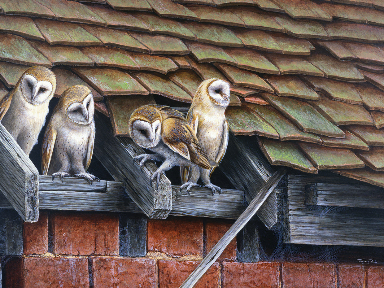 New kids on the block - barn owls Wall Art by Jeremy Paul | Fine Art Canvas