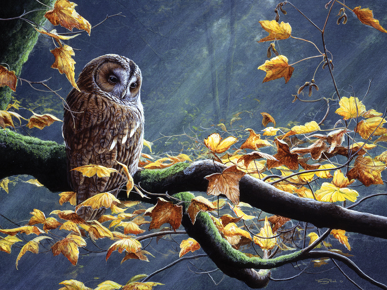 Autumn light - tawny owl Wall Art by Jeremy Paul | Fine Art Canvas